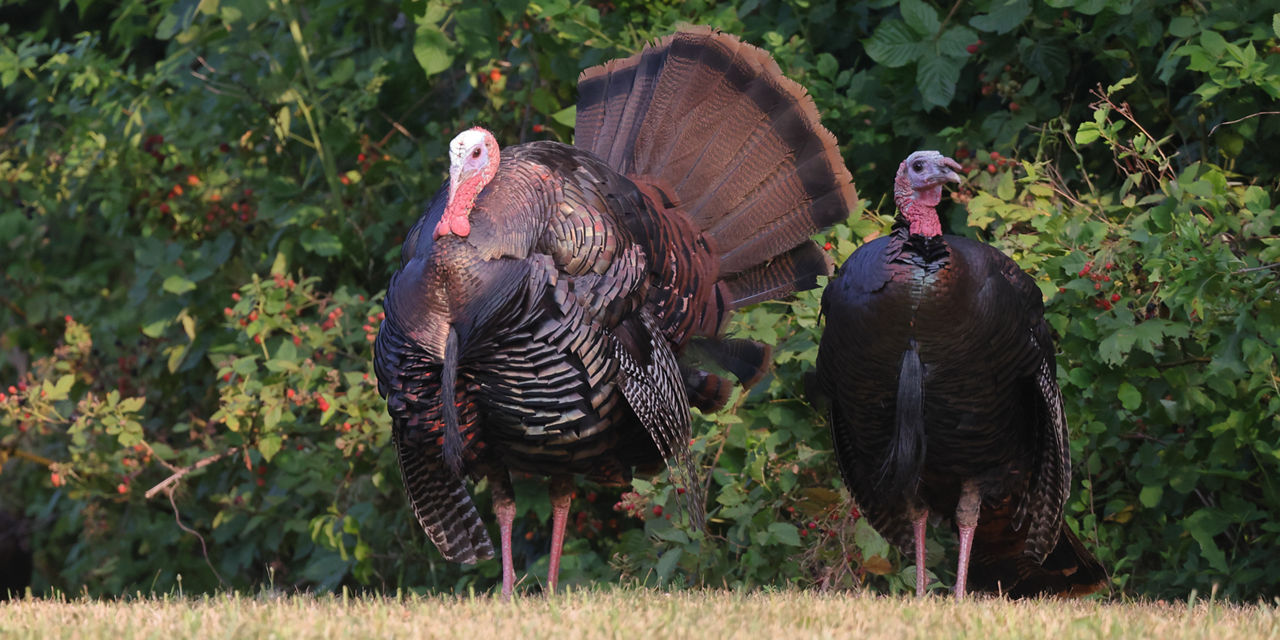 Estimate Harvest by Species | Game Commission | Commonwealth of Pennsylvania